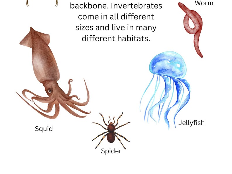 What is an Invertebrate? - Animal Group Posters - Classroom Decor ...