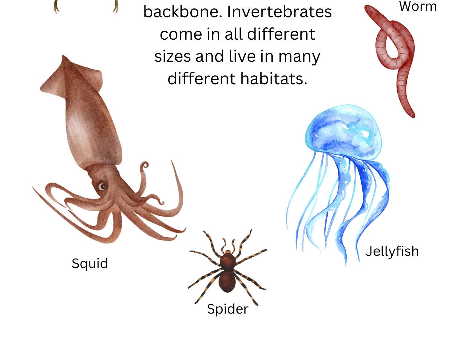 What is an Invertebrate? - Animal Group Posters - Classroom Decor ...
