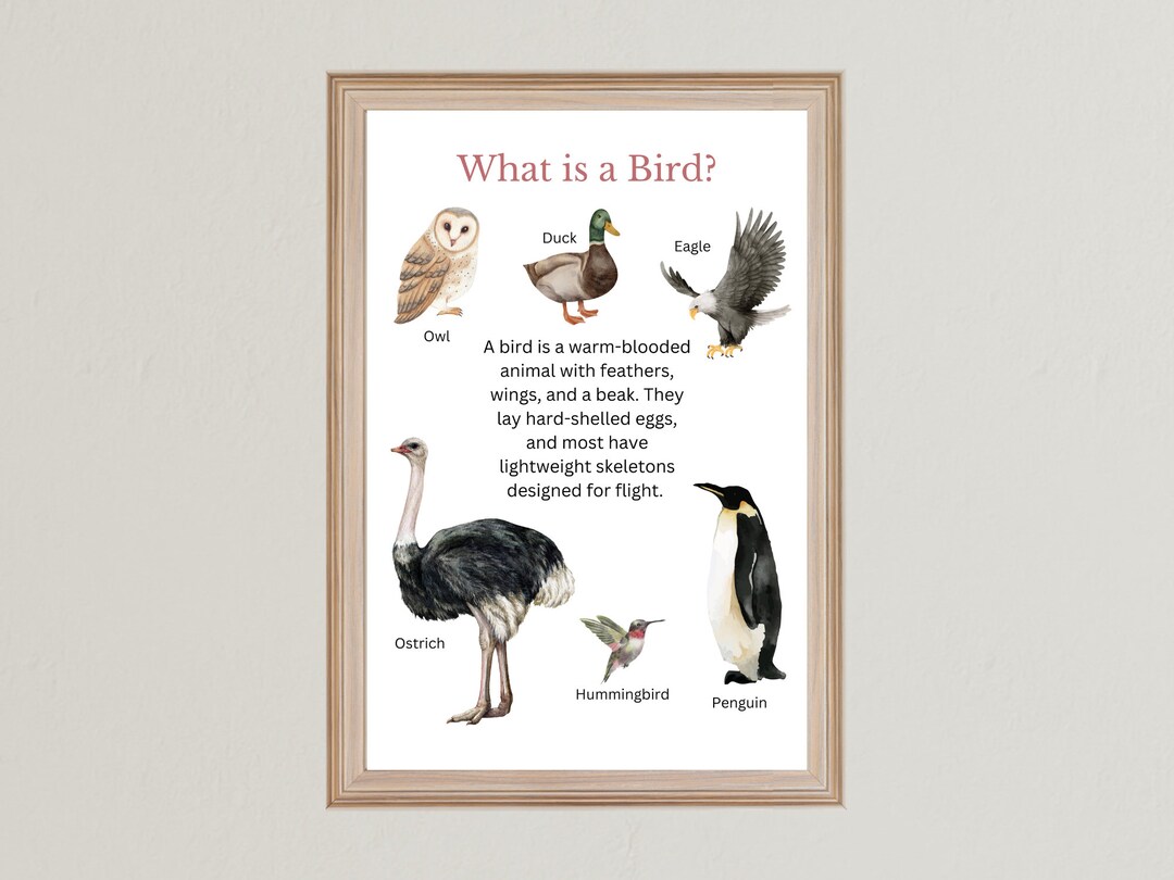 What is a Bird? - Animal Group Posters - Classroom Decor Nature Study ...
