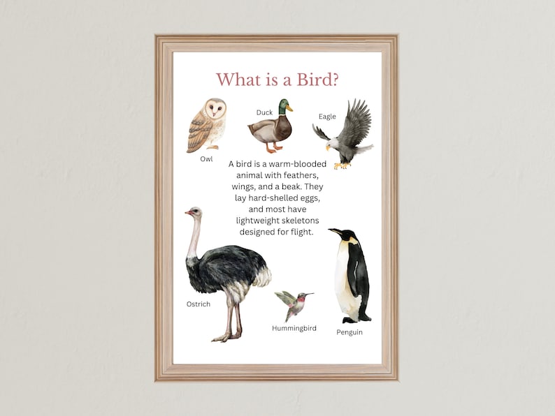 What is a Bird? - Animal Group Posters - Classroom Decor Nature Study ...