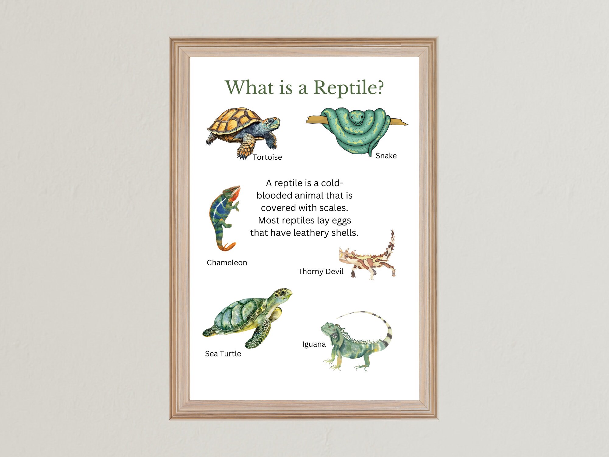 Animal Group Posters - Set of 7 - Classroom Decor Nature Study ...