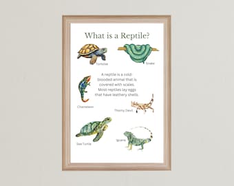 What is an Invertebrate? - Animal Group Posters - Classroom Decor ...