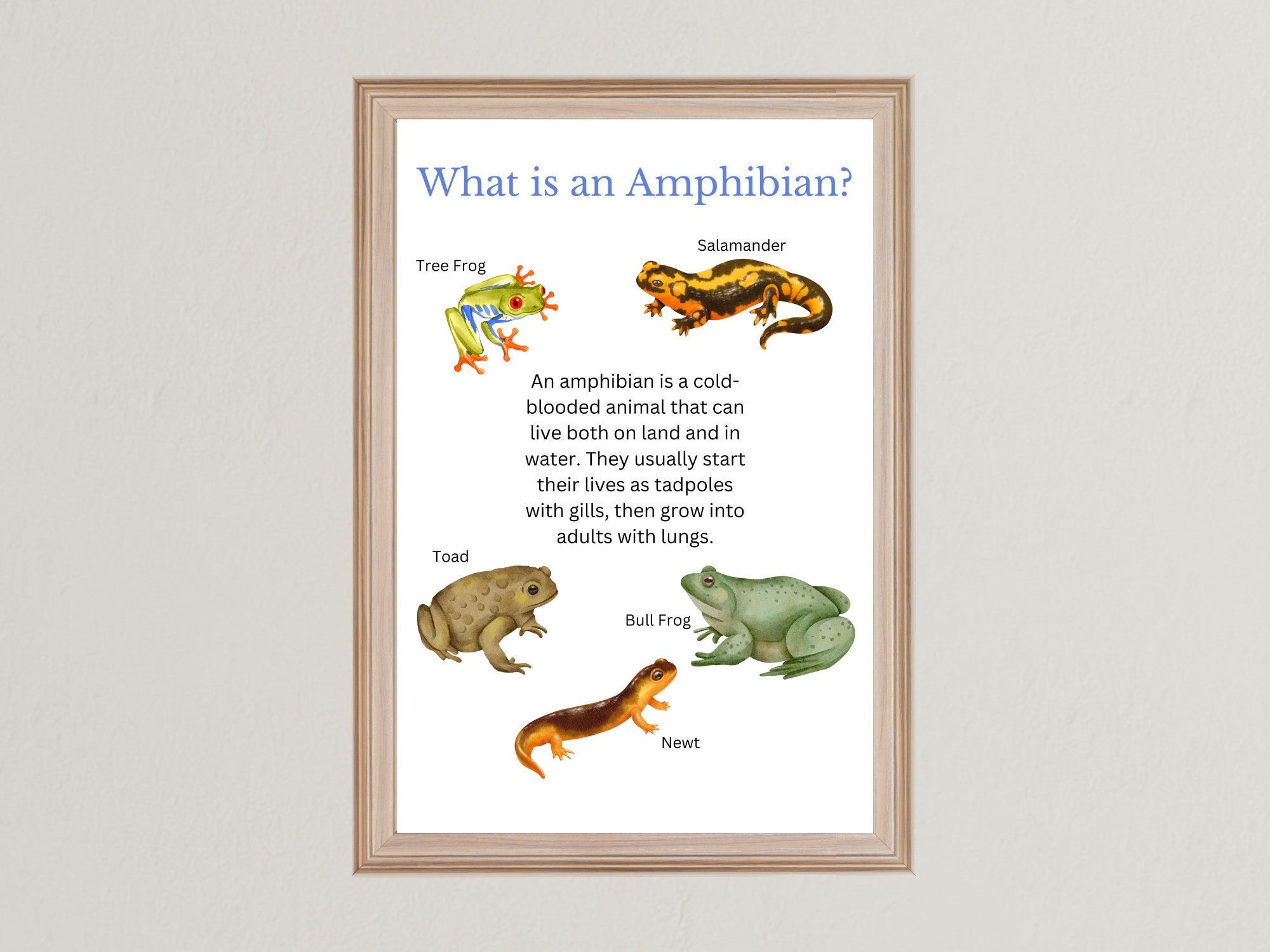 Animal Group Posters - Set of 7 - Classroom Decor Nature Study ...