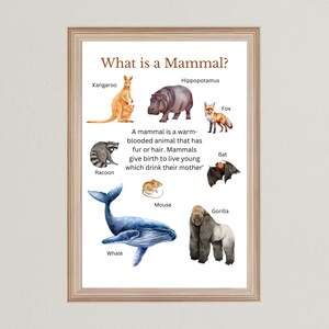 What is a Mammal? - Animal Group Posters - Classroom Decor Nature Study ...