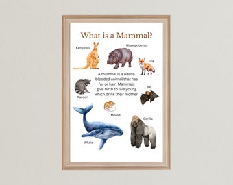 What is an Invertebrate? - Animal Group Posters - Classroom Decor ...