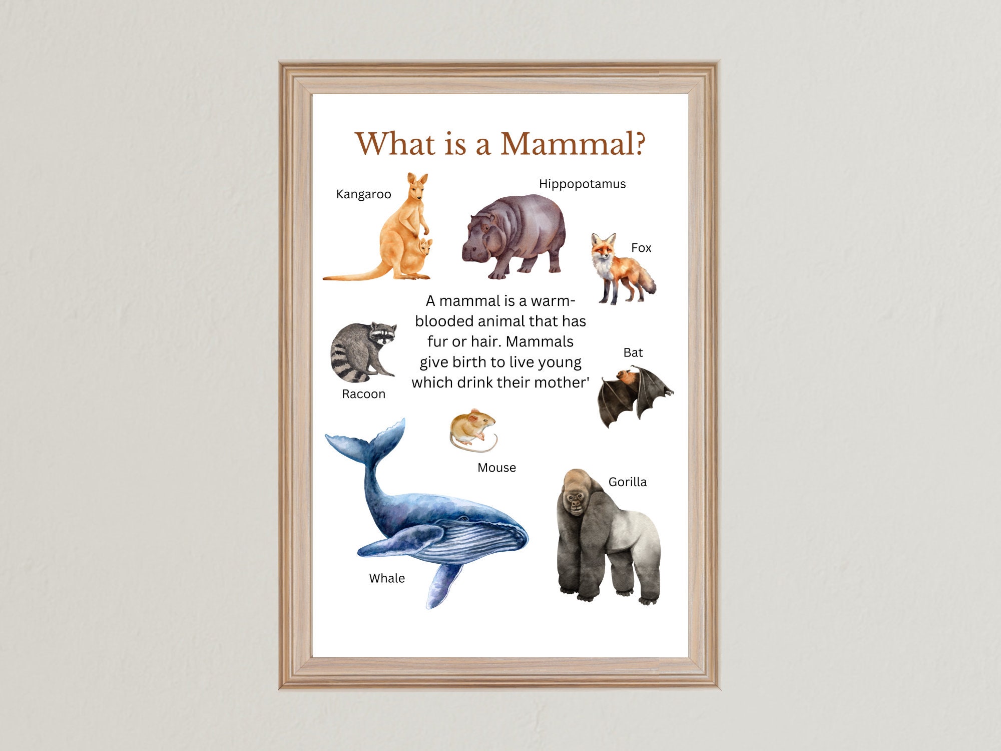 What is a Mammal? - Animal Group Posters - Classroom Decor Nature Study ...