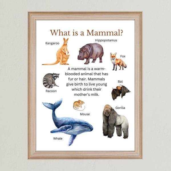 Animal Poster Mammals - Etsy UK