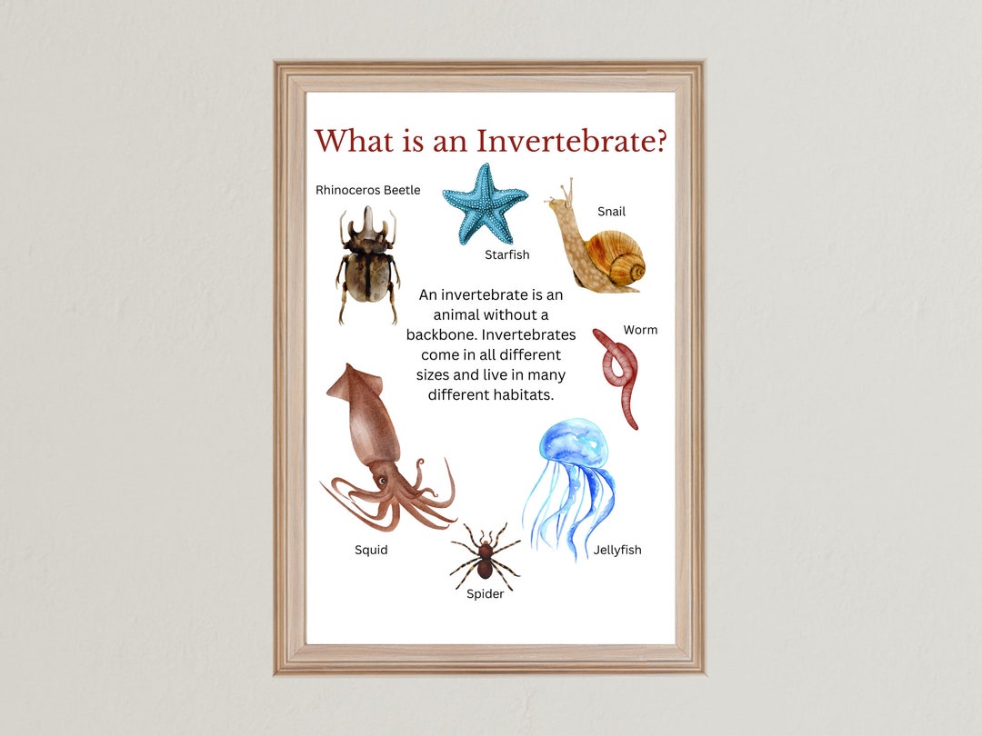 What is an Invertebrate? - Animal Group Posters - Classroom Decor ...