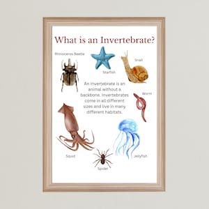 What is an Invertebrate? - Animal Group Posters - Classroom Decor ...