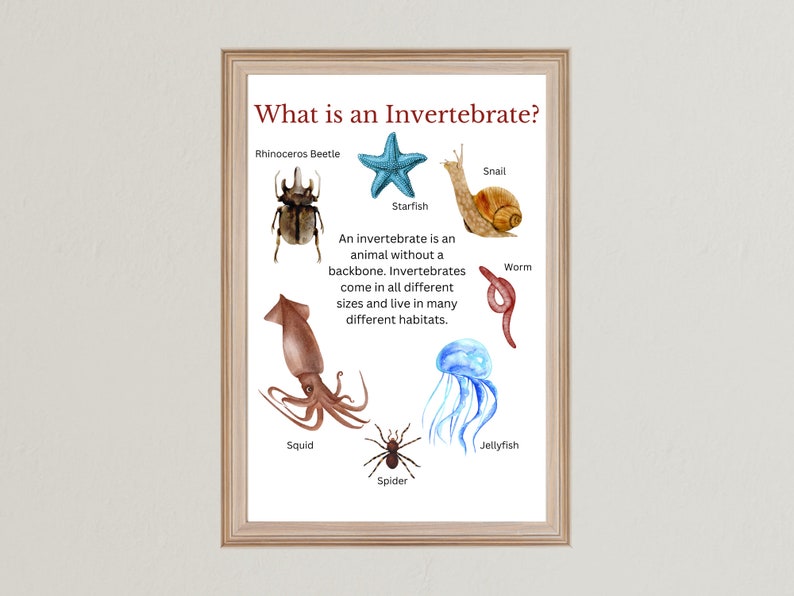 What is an Invertebrate? - Animal Group Posters - Classroom Decor ...