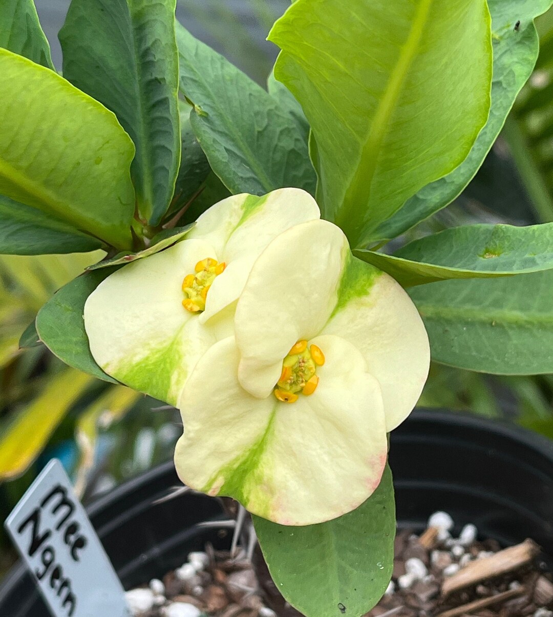 Mee Ngern Thai Hybrid Euphorbia Milii/crown of Thorns/christ Thorn ...