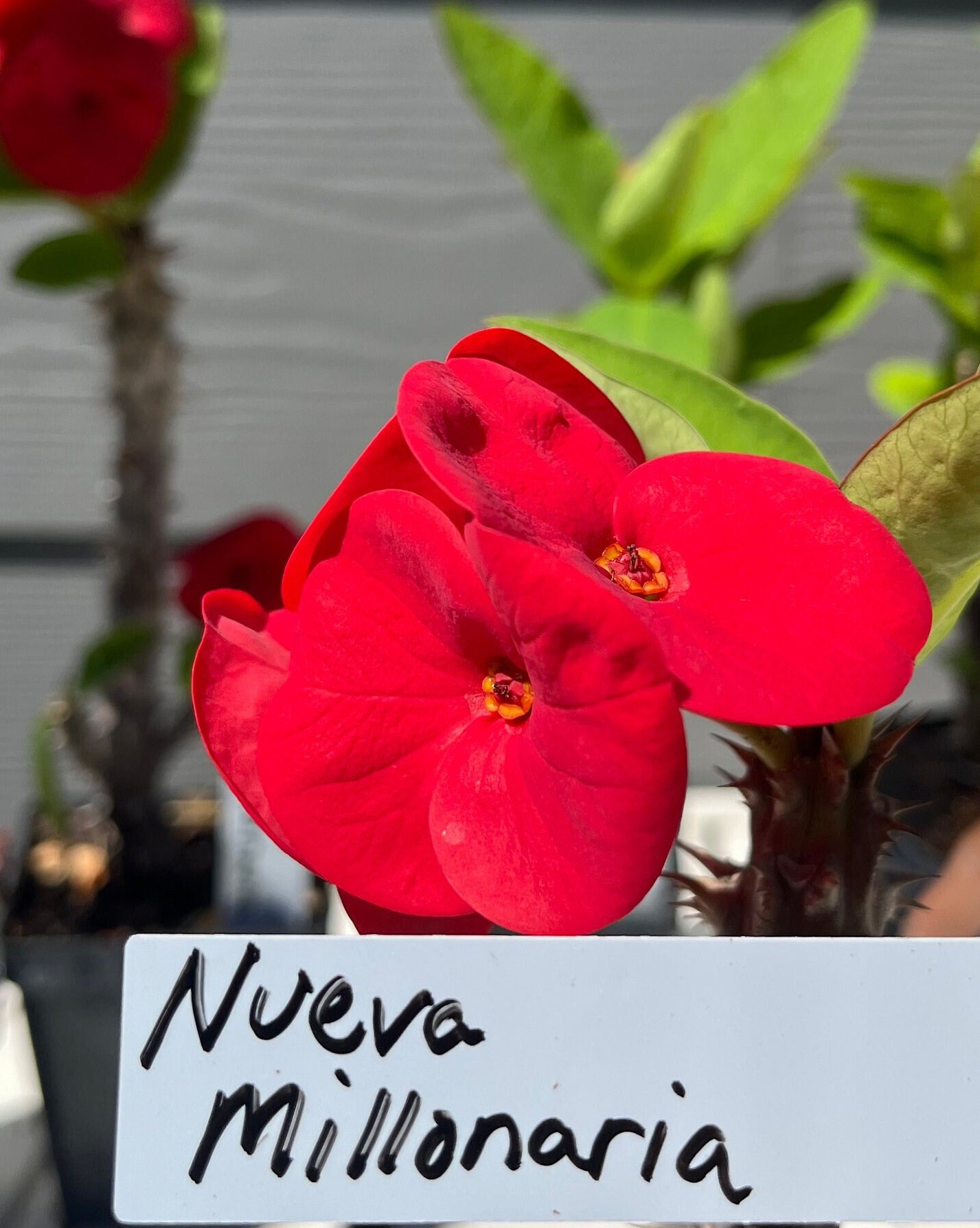 Nueva Millonaria Thai Hybrid Euphorbia Milii/crown of Thorns/christ ...