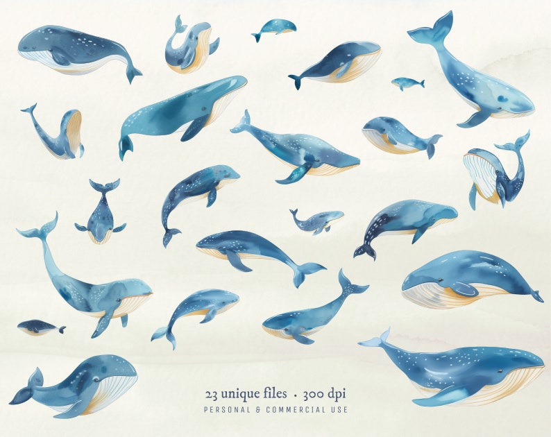 Cute Whale Clipart Set, Digital Downloads, PNG Graphics, Transparent ...