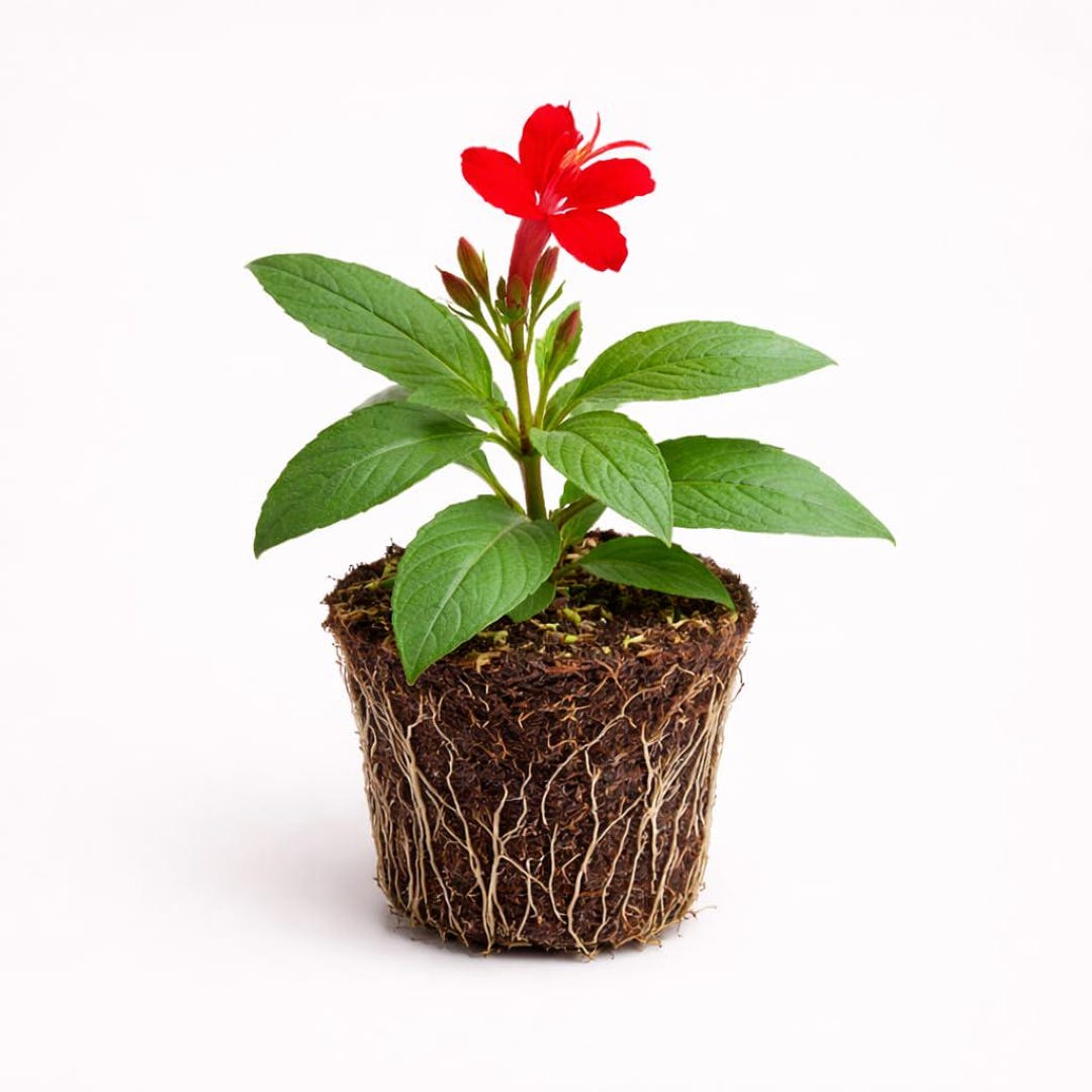 PLANT NOOK Ruellia ‘brazilian Red’ Live Plant Starter Plug 2-pack ...