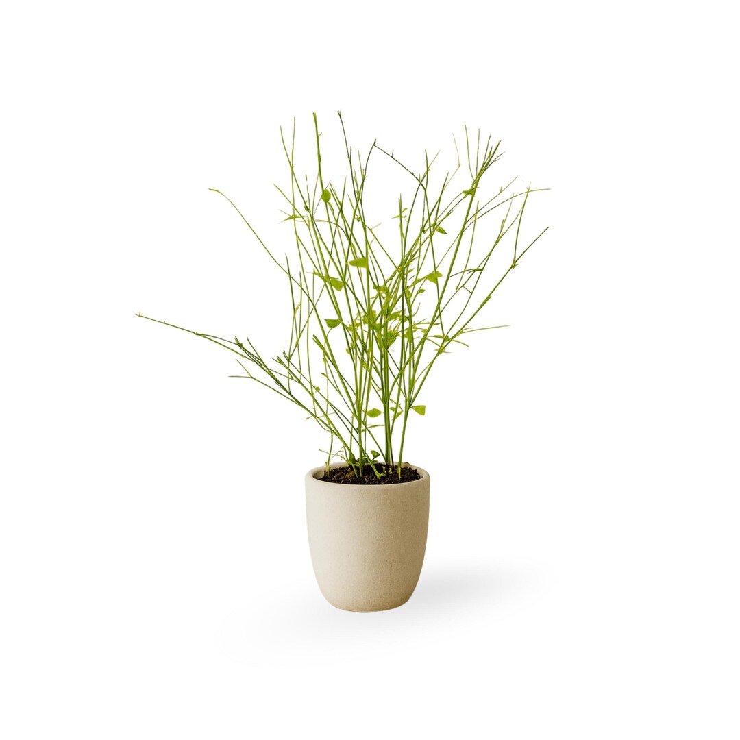 PLANT NOOK Russelia Firecracker Red (russelia Equisetiformis) Live ...