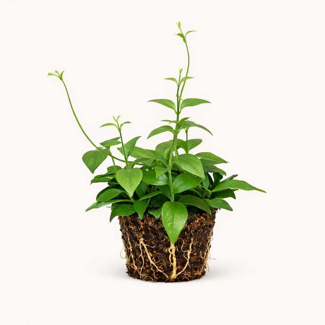 PLANT NOOK Candy Corn Vine Live Plant Starter Plug 2-pack | Manettia ...