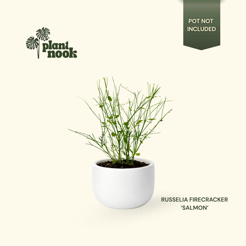 PLANT NOOK Russelia Firecracker Salmon Live Plant Starter | Salmon ...