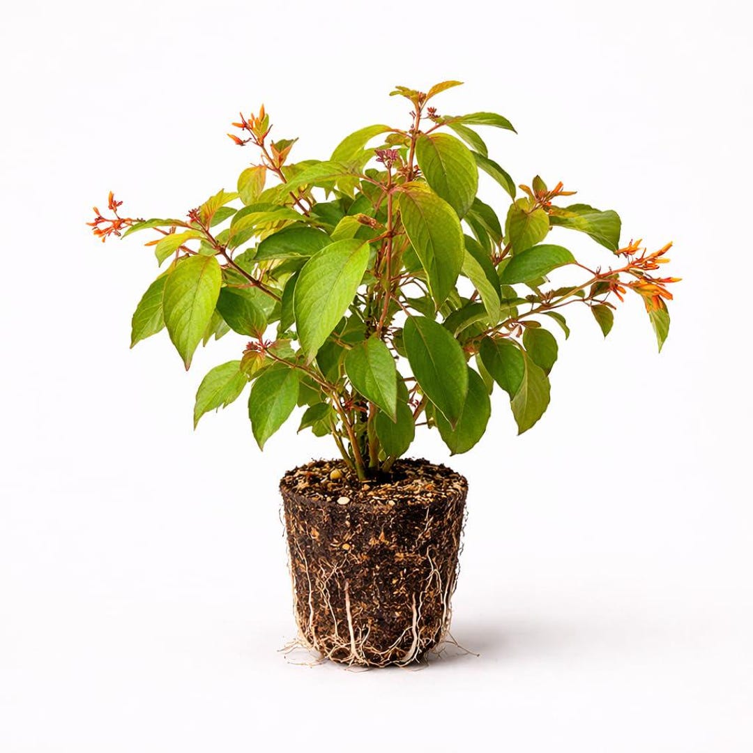PLANT NOOK Mexican Firebush (hamelia Patens) Live Plant Starter Plug 2 ...