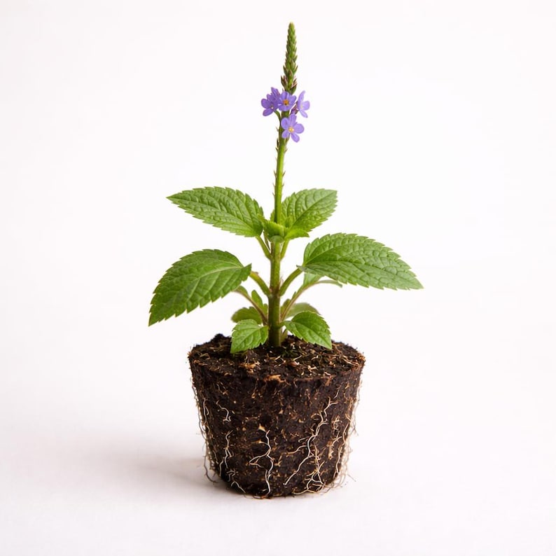 PLANT NOOK Blue Porterweed Stachytarpheta Live Plant Starter Plug 2 ...