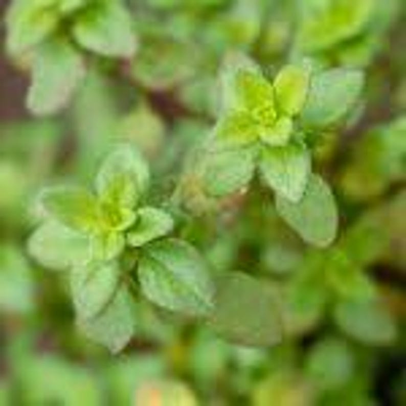 PLANT NOOK Lemon Thyme Live Plant Starter Plug 2-pack | Thymus ...