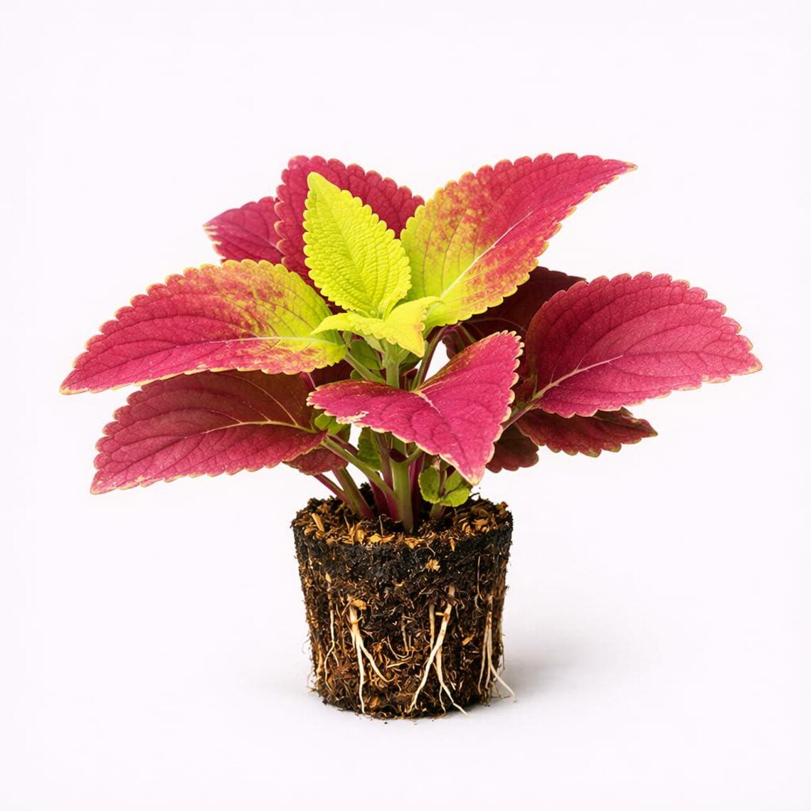 PLANT NOOK Coleus ‘alabama Sunset’ Live Plant Starter Plug 2-pack | Red ...