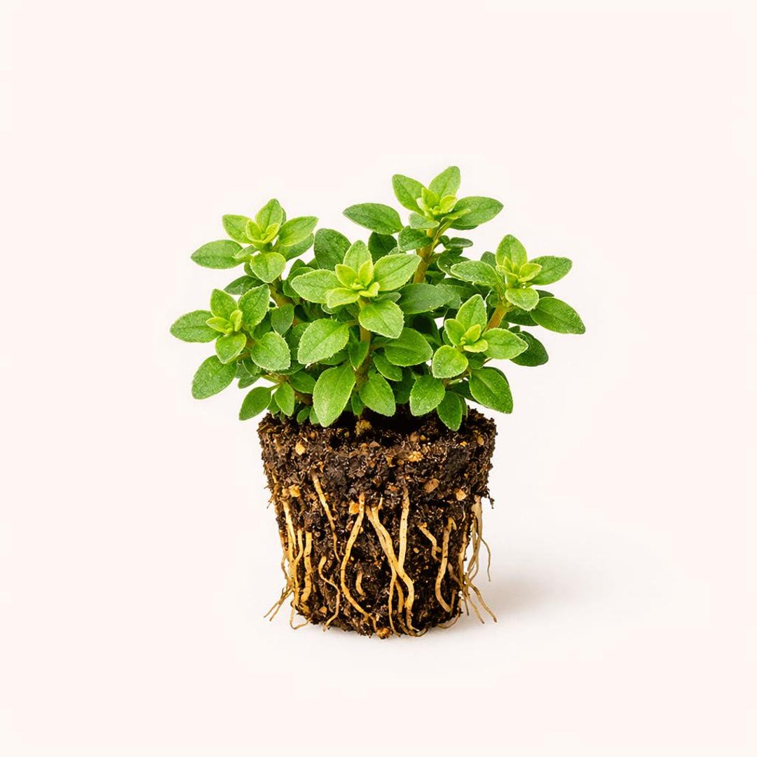 PLANT NOOK Lemon Thyme Live Plant Starter Plug 2-pack | Thymus ...