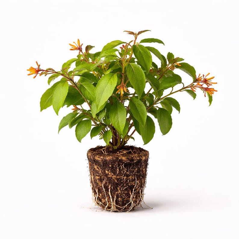 PLANT NOOK Firefly Firebush (hamelia Patens ‘firefly’) Live Plant ...