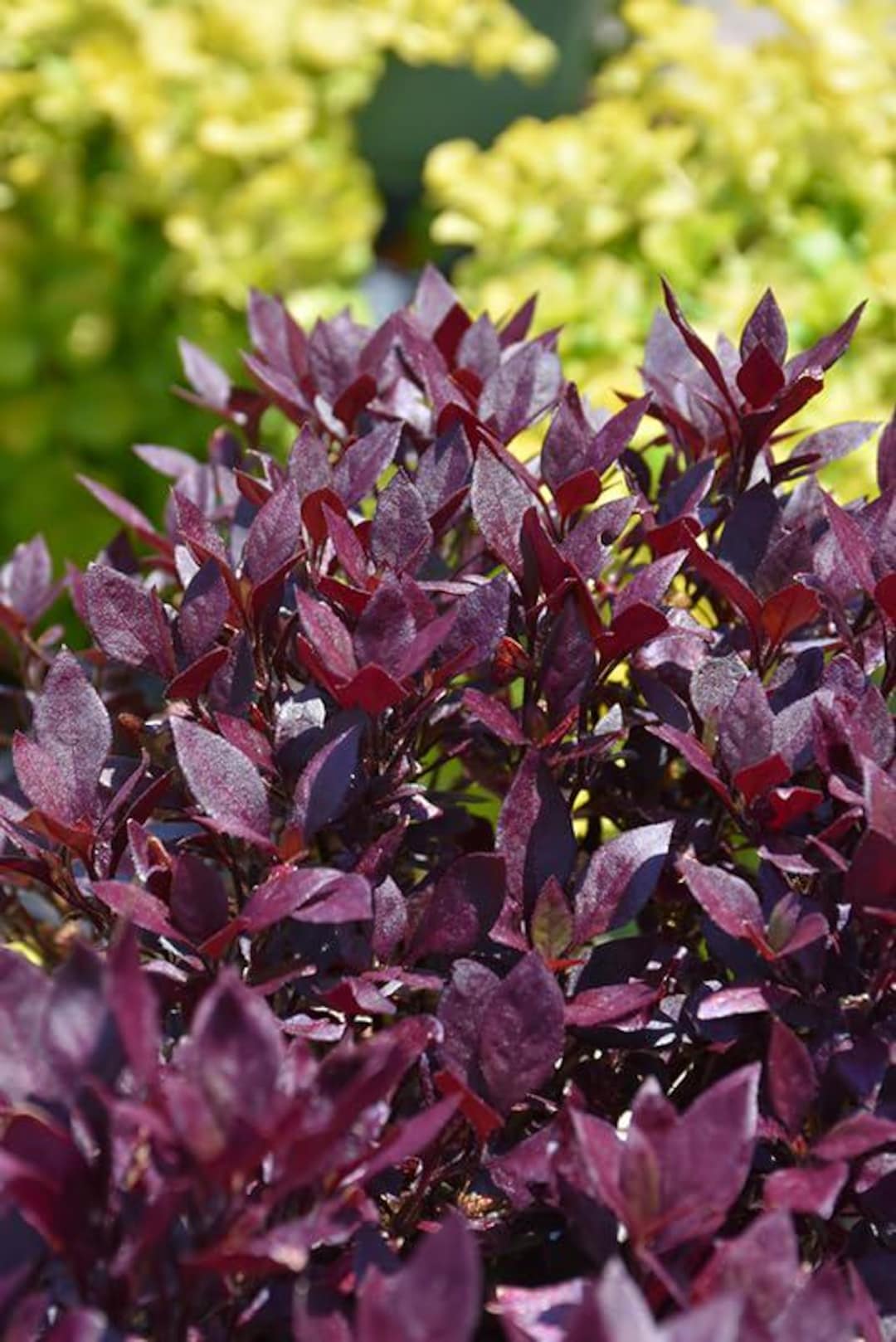 PLANT NOOK Alternanthera ‘little Ruby’ Live Plant Starter Plug 2-pack ...