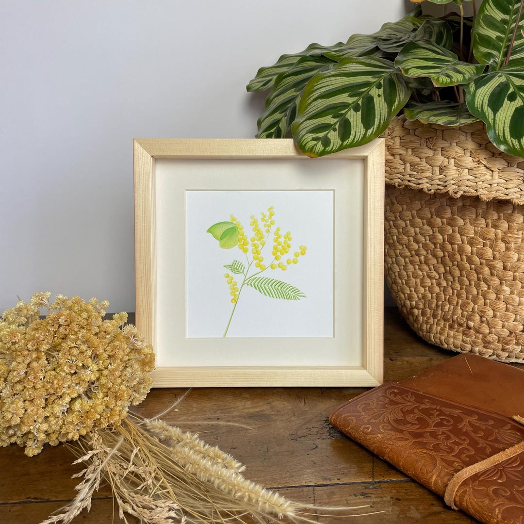 Original Nature Painting, Mimosa and Butterfly, Reproduction, Postcard ...