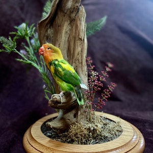 Parrot - Etsy
