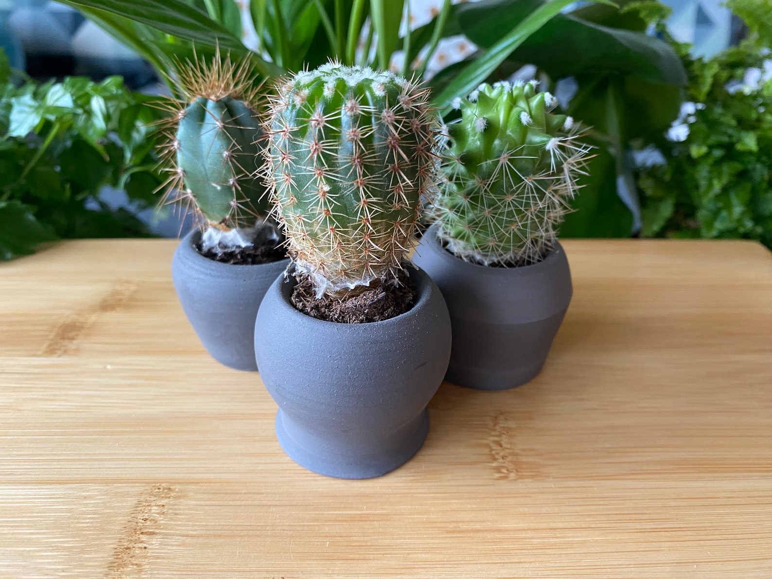 Miniature Pottery | With Cacti | Tiny Clay Vases | Round Shape | Set of ...