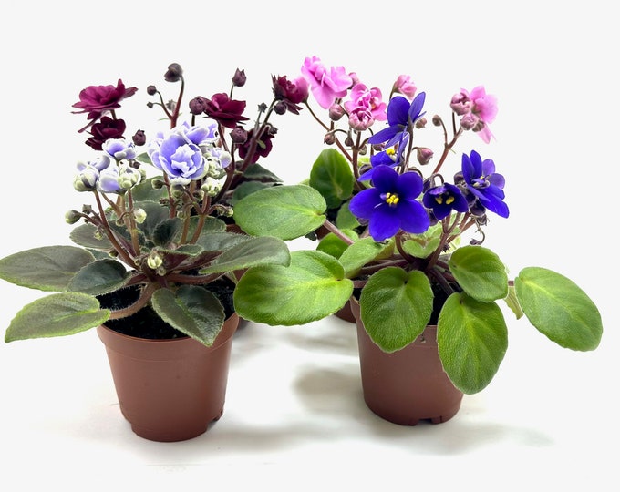 Miniature Rare Mini African Violet robs Loose Noodle 2 Potted House ...