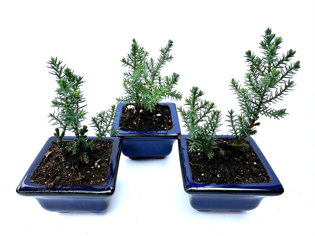 3-pack Mini Juniper Bonsai in 2.5 Glazed Vase - Etsy