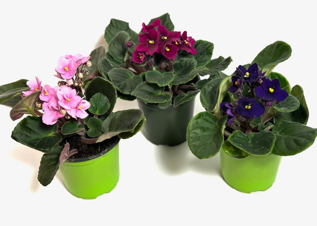 3-pack African Violets in 4-inch Pot, Assorted Colors, Beautiful ...