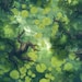 Swamp Battlemaps, Dnd Maps, Marsh, Moor, D&D, Ruin, Feywild, Gridded ...