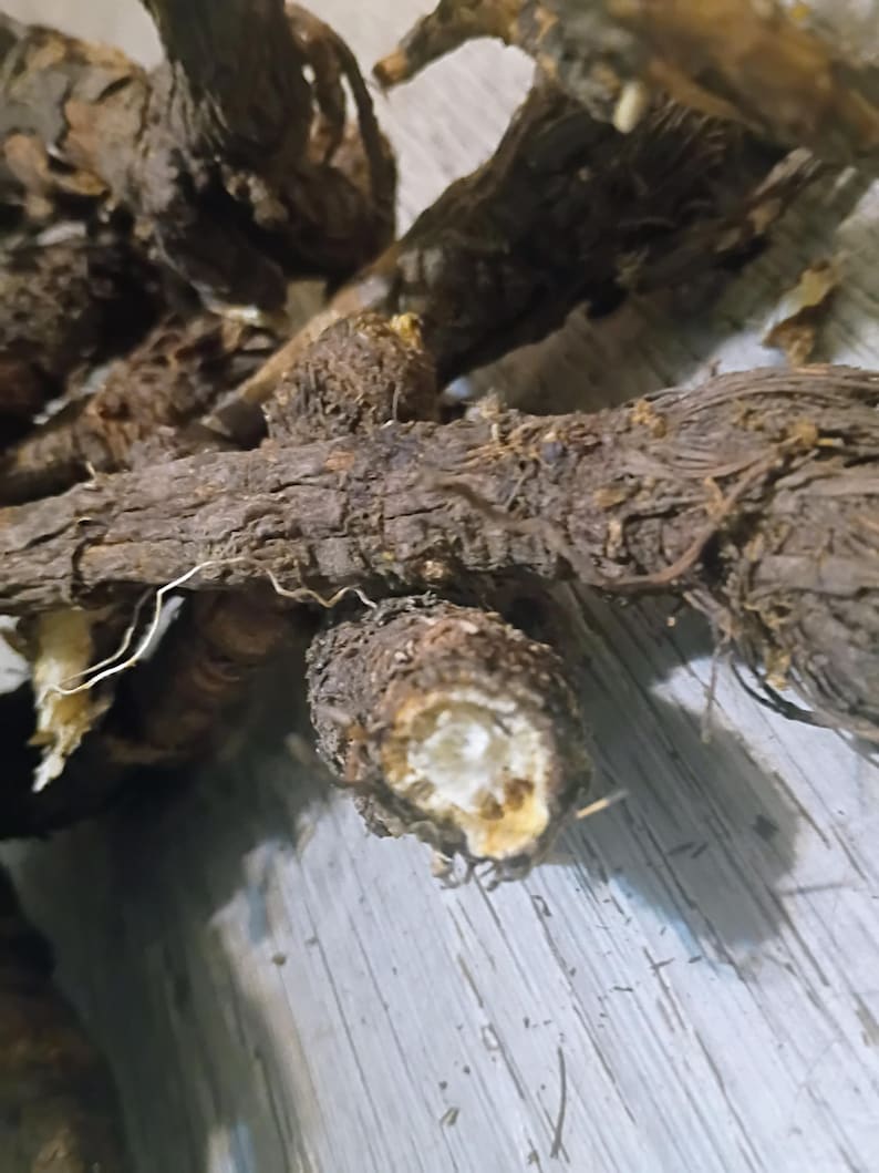 Bearrootology Osha Presents Wildcrafted Osha Root: High Elevation ...