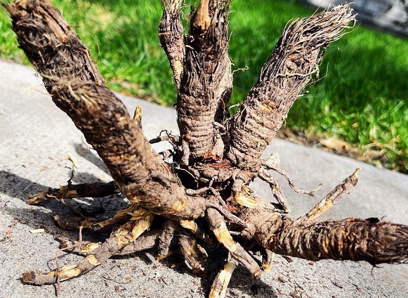 Bearrootology Osha Presents Wildcrafted Osha Root: High Elevation ...