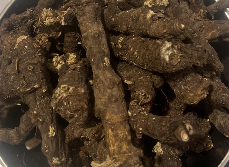 Bearrootology Osha Presents Wildcrafted Osha Root: High Elevation ...