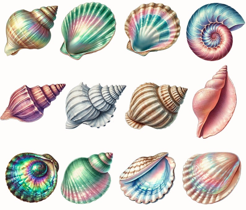 Watercolor Seashells Clipart: 35 PNG Illustrations (digital Download ...