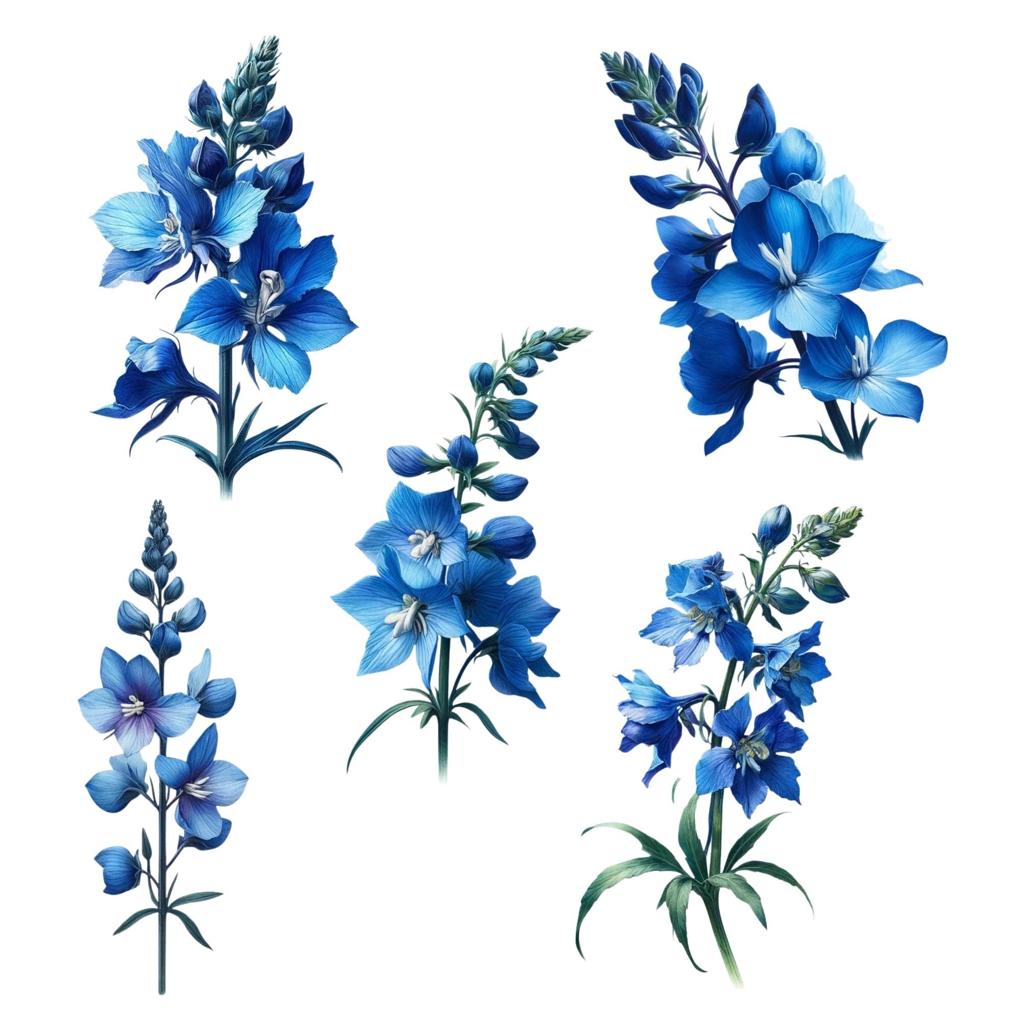 Larkspur Birthflower Clipart, July Birth Flower PNG, Botanic Floral PNG ...