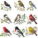 Watercolor Spring Birds Clipart: Colorful Bird PNG Illustrations - Etsy