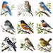 Watercolor Spring Birds Clipart: Colorful Bird PNG Illustrations - Etsy