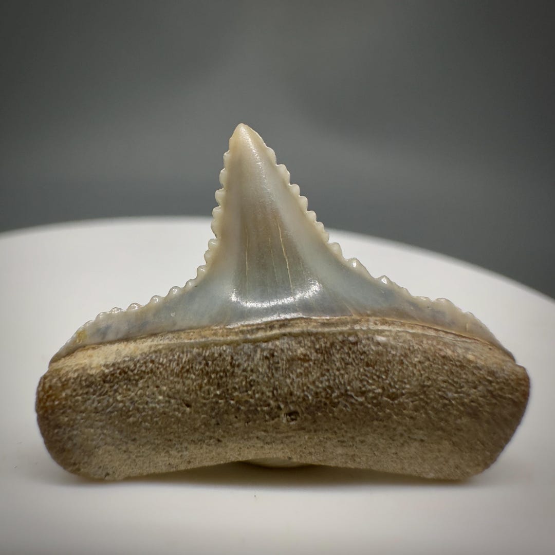 HUGE Posterior Fossil GREAT WHITE Shark Tooth 0.96” Wide - Peru - Etsy