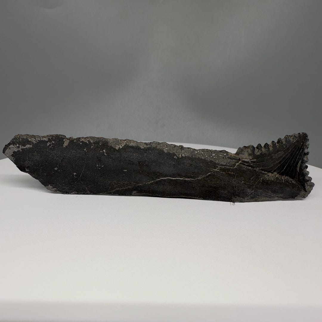 Rare Fossil EDESTUS Partial Jaw With Single Tooth - Illinois - 310 ...