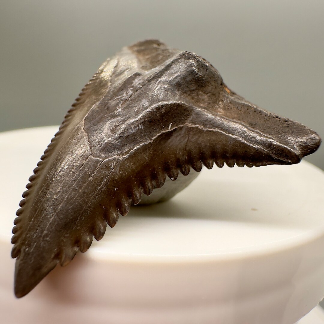 Gorgeous Colors 1.59" Fossil EXTINCT SNAGGLETOOTH Shark Tooth - Georgia ...