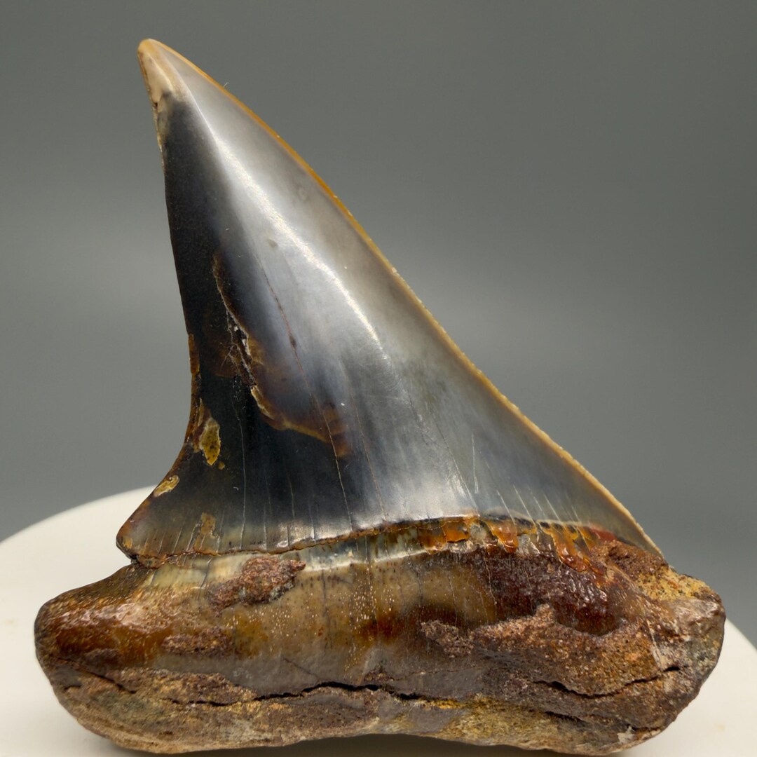 2.20" Fossil Isurus Hastalis Shark Tooth - Extinct Mako, Peru - Etsy
