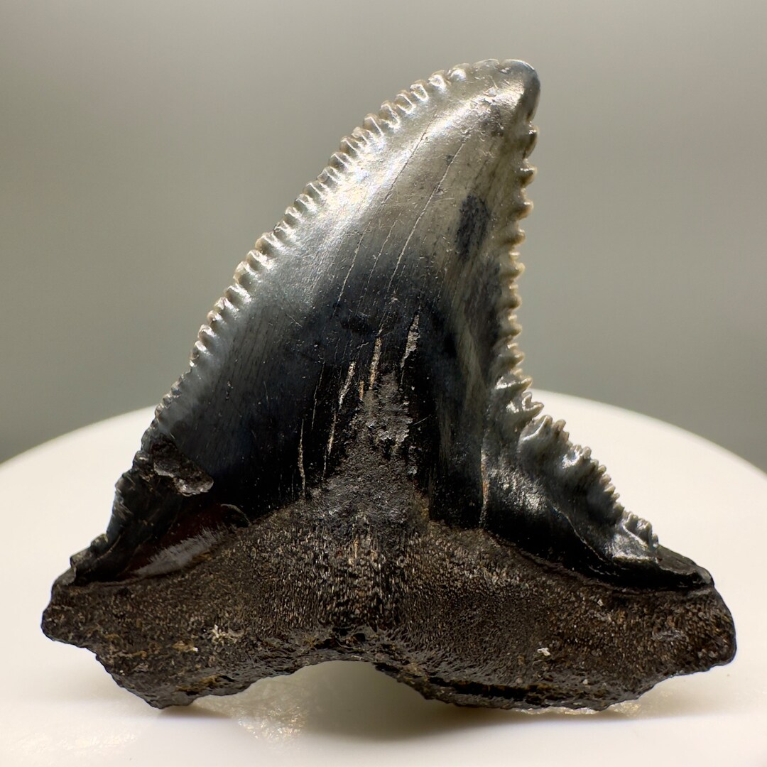 Nice Large 1.49" Fossil EXTINCT SNAGGLETOOTH Shark Tooth - South ...
