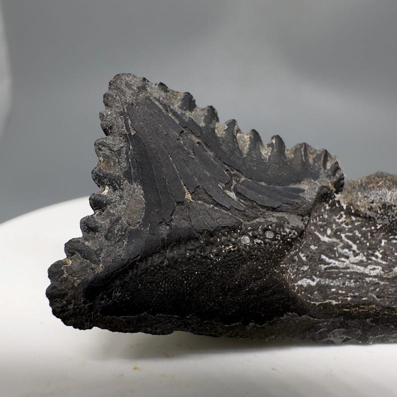 Rare Fossil EDESTUS Partial Jaw With Single Tooth - Illinois - 310 ...
