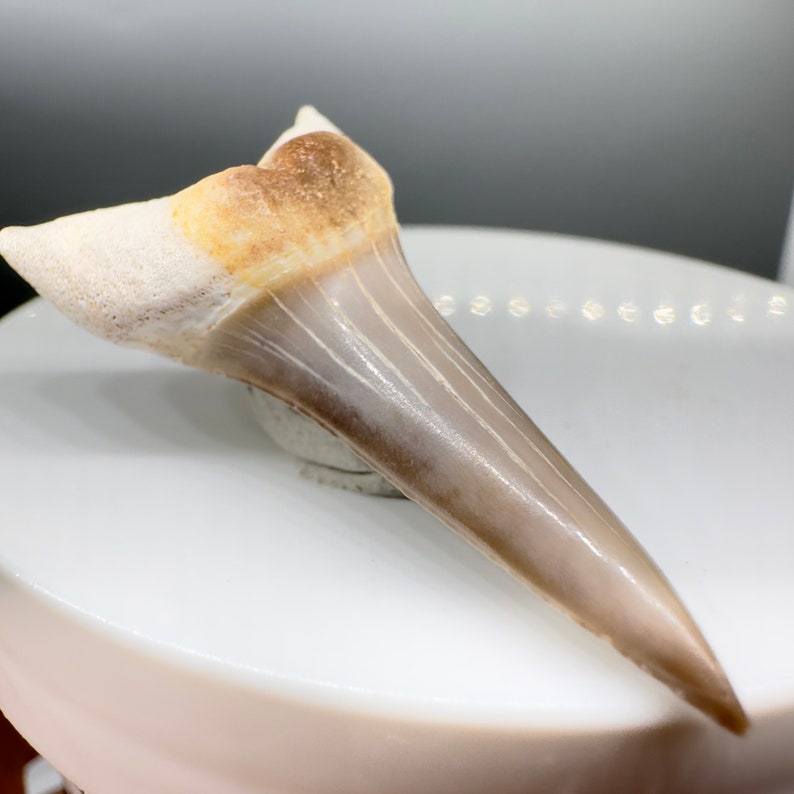 Rare, Colorful 1.77 Fossil EXTINCT MAKO Shark Tooth Peru - Etsy