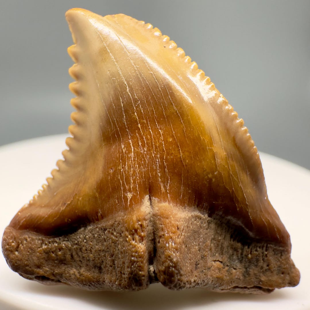 1.26" Fossil Snaggletooth Shark Tooth: Bone Valley Find - Etsy